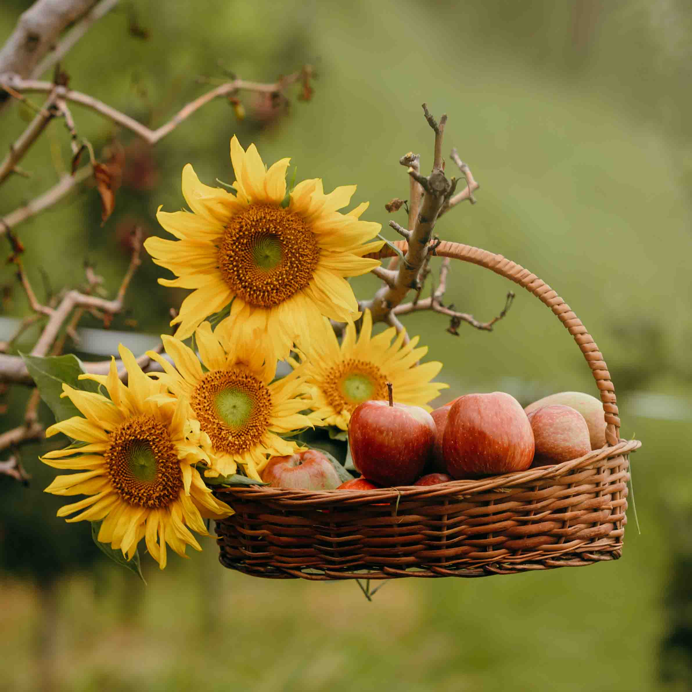 All Products – Phal Phool