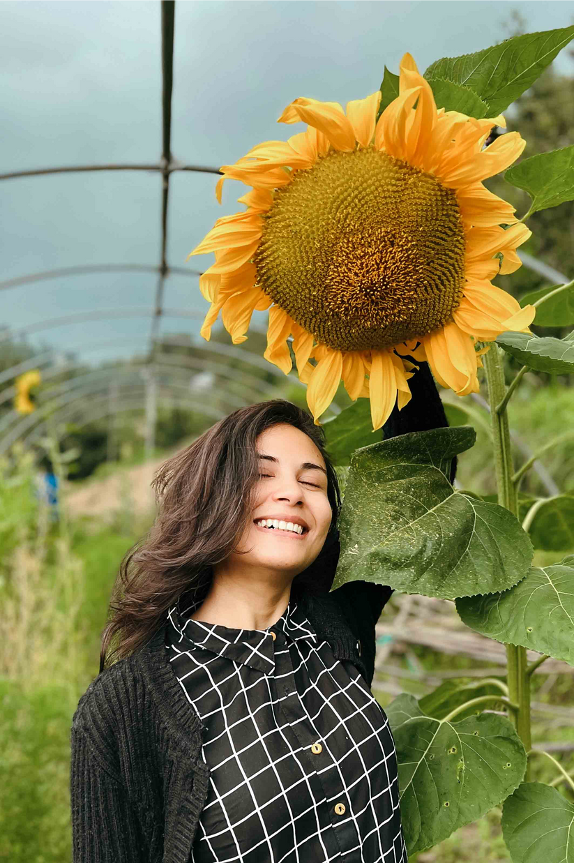 Giant Sunflower Seeds – Phal Phool