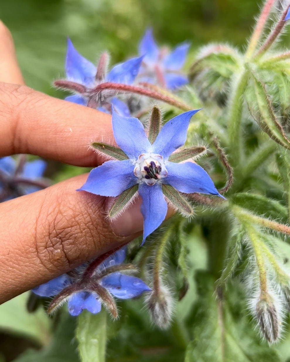 Borage (Purple) Seeds – Phal Phool