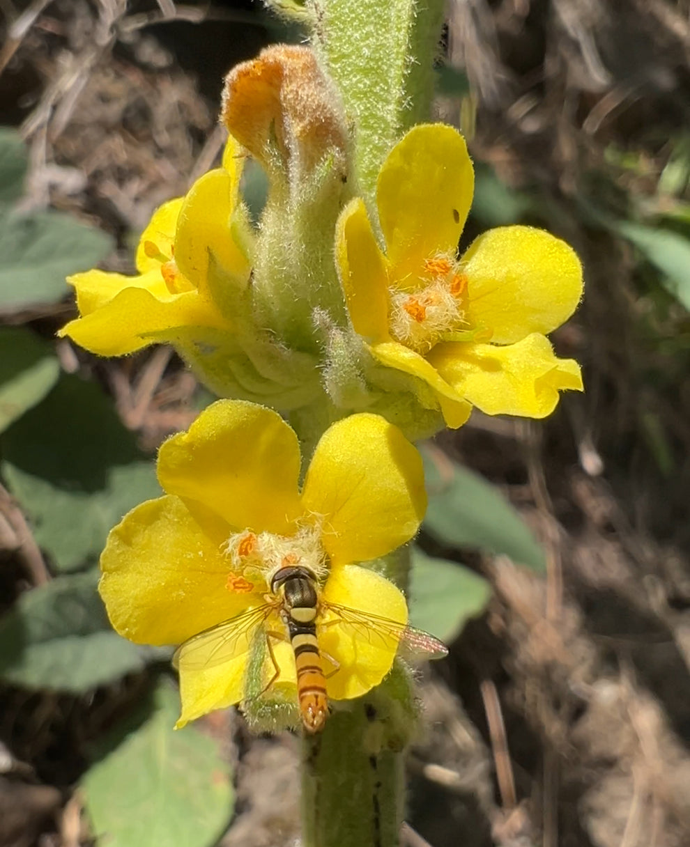 Mullein Herb Seeds – Phal Phool