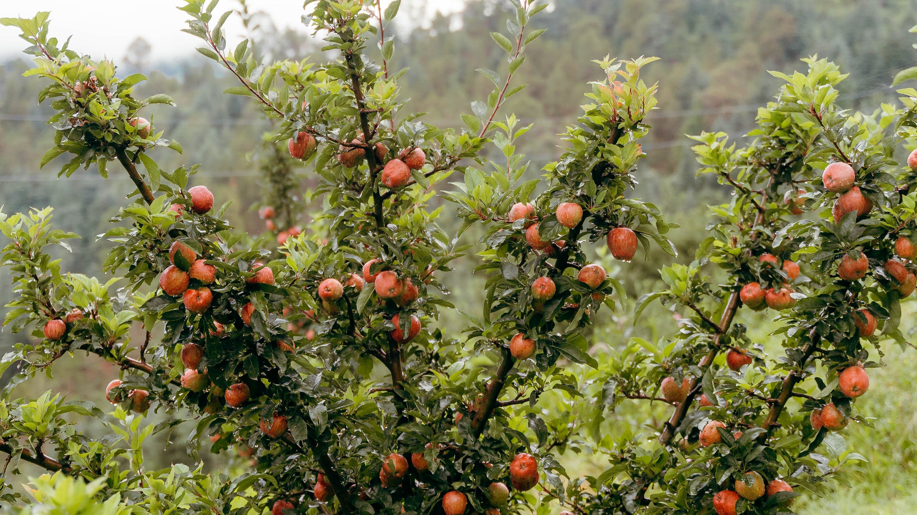 Phal Phool: Bringing Farm-Fresh Goodness to Your Doorstep