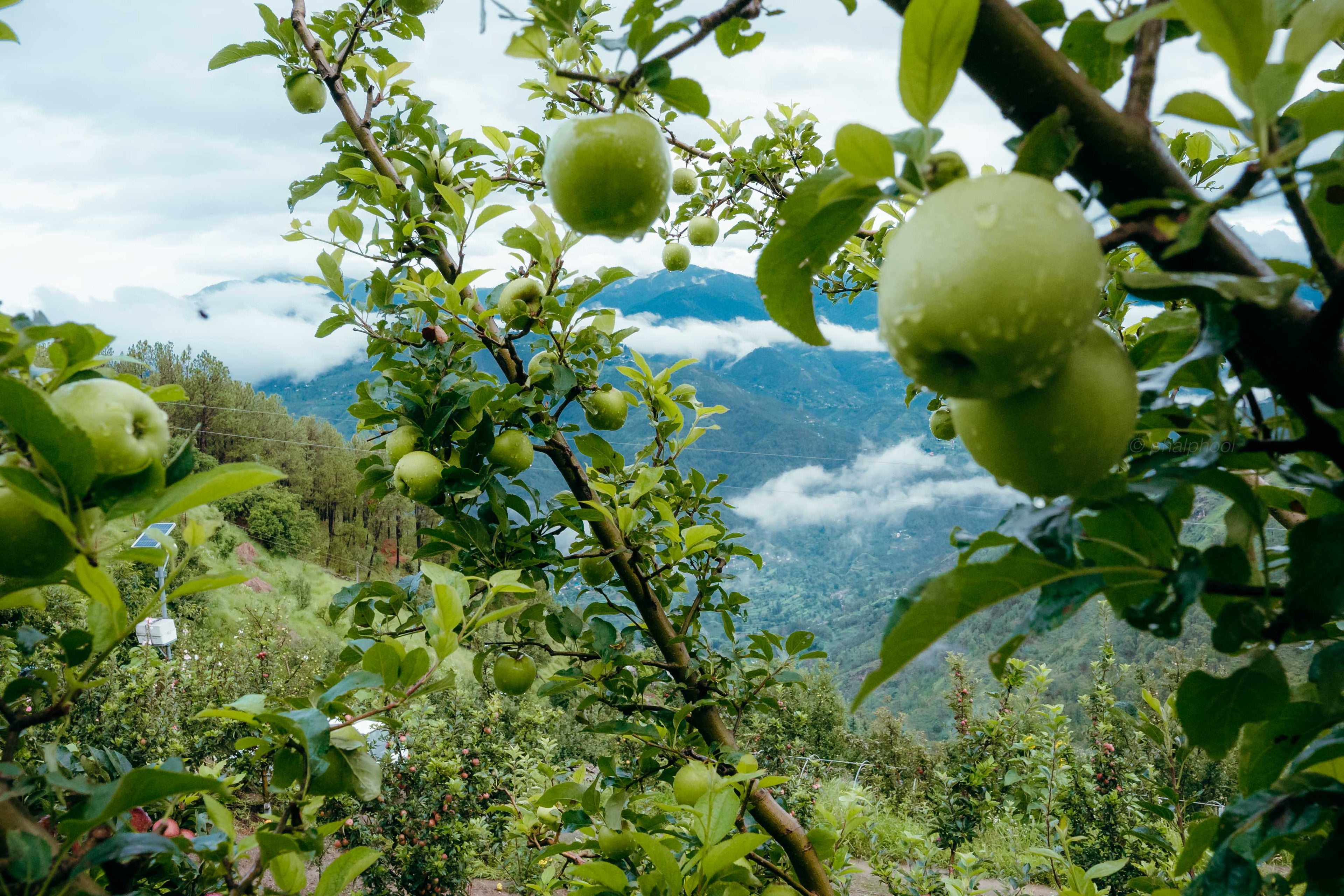 Phal Phool - Farm Fresh Apples Delivered to Your Doorstep
