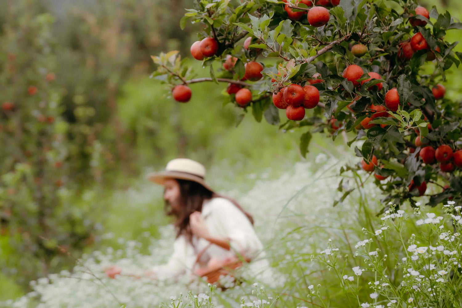Gale Gala Apples – Phal Phool