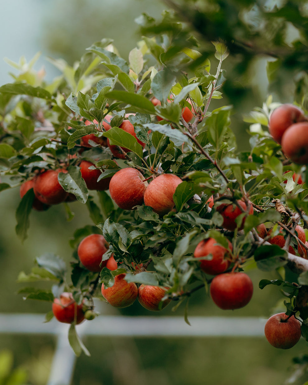 Gale Gala Apples – Phal Phool