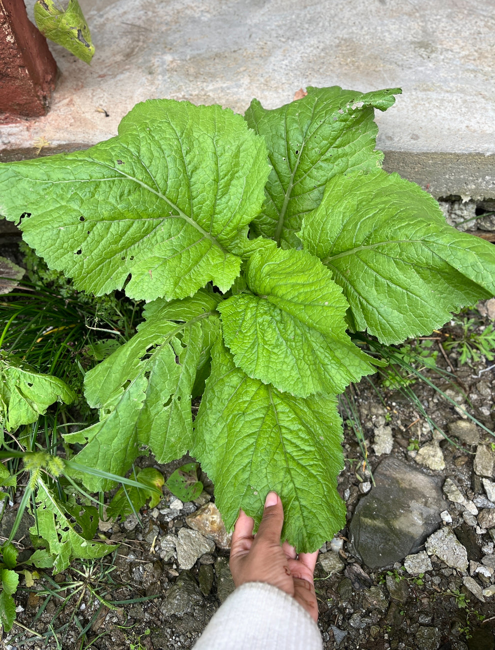 Giant Leaf Mustard (Nepal) Seeds – Phal Phool