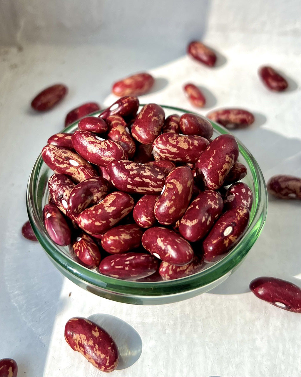 Pahadi Red Chitra Rajma Seeds – Phal Phool