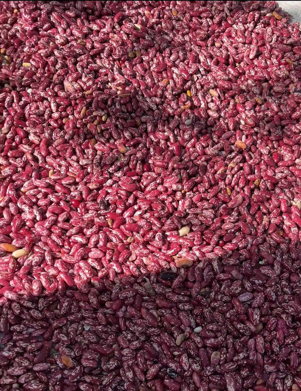 Pahadi Chitra Rajma – Phal Phool