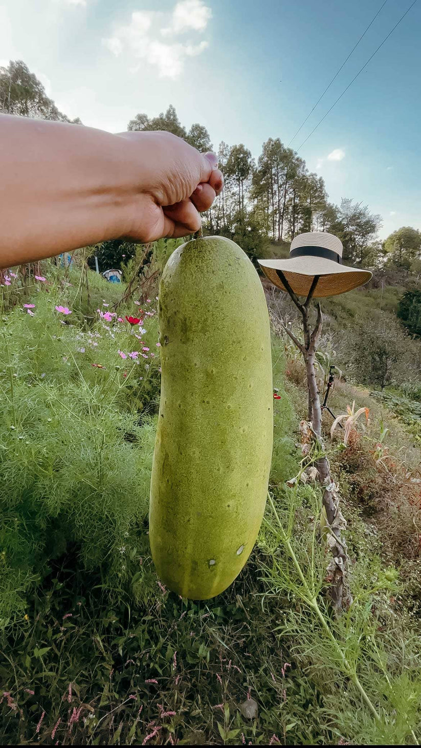 Pahadi Kakadi (Hill Cucumber) Seeds – Phal Phool