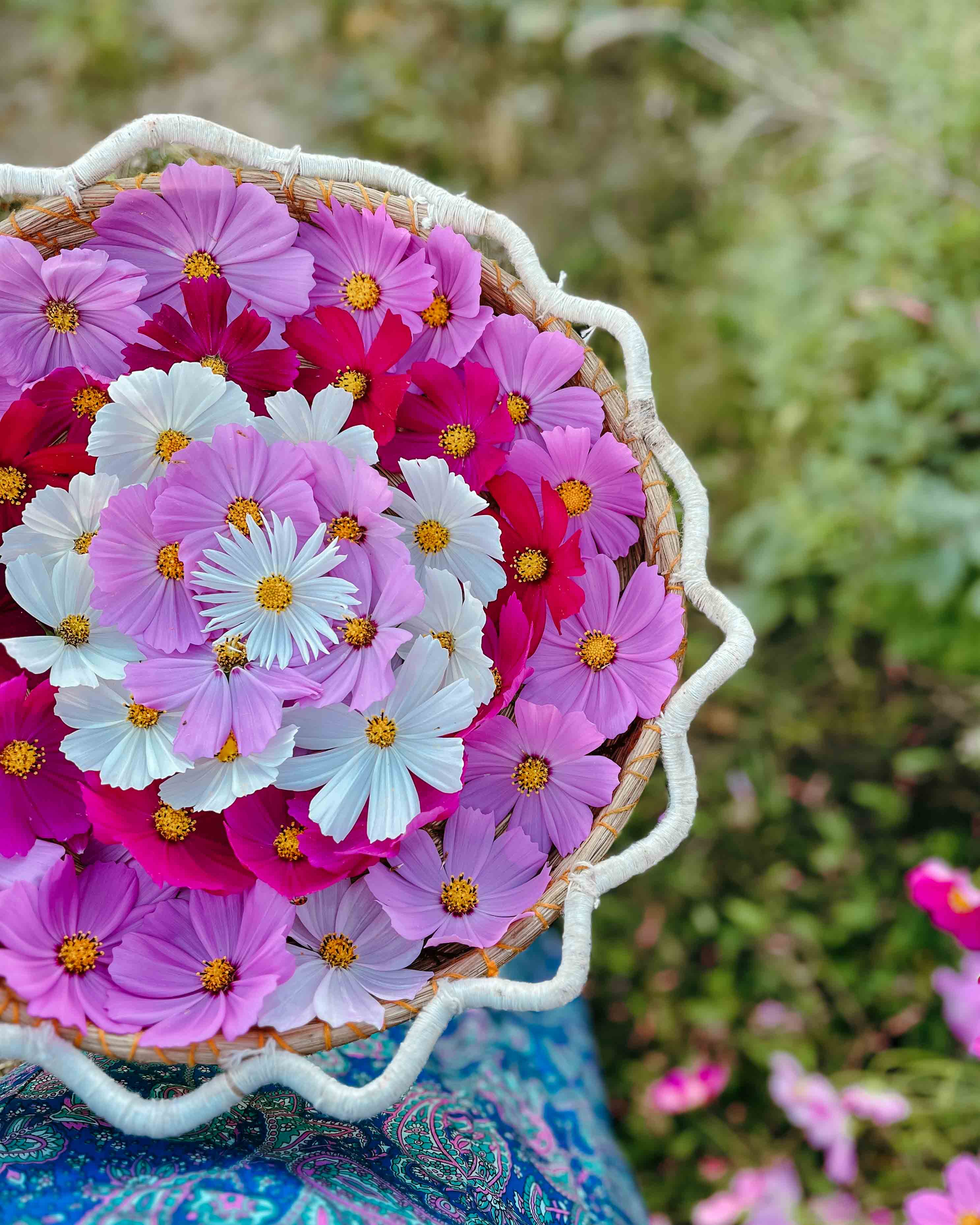 Phal Phool: Bringing Farm-Fresh Goodness to Your Doorstep